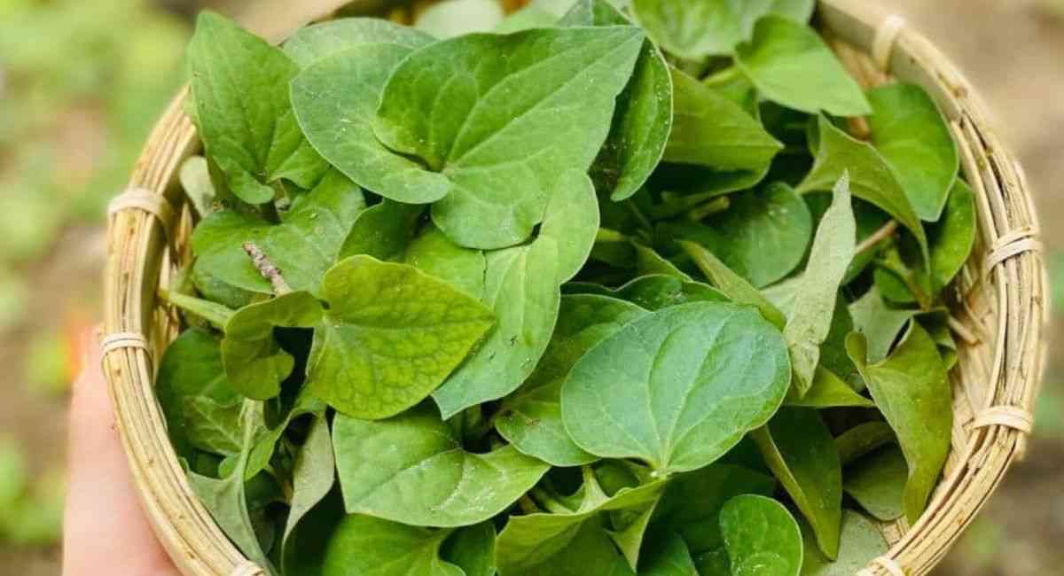 Những công dụng của rau diếp cá được ví như thần dược thiên nhiên